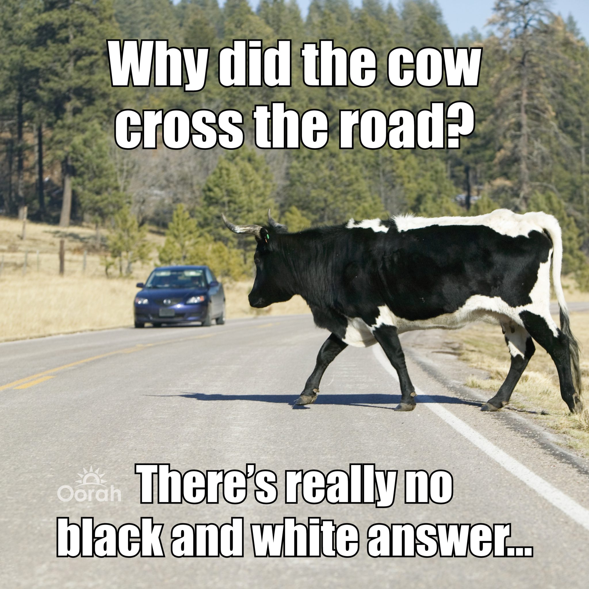 Purim Jokes, Riddles, and Memes - Jewish Resources